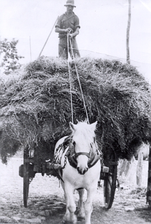 Carting in Grass Hay. Jerry Hearn, Boorolite. - High Country History Hub