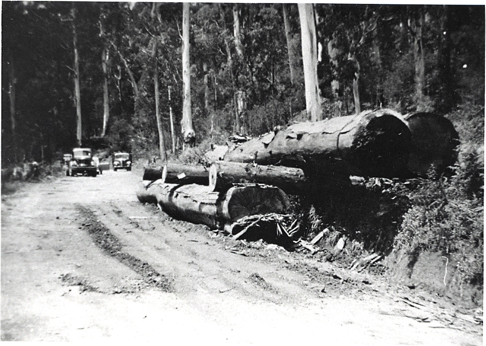 Carters Sawmill. Log landing - High Country History Hub