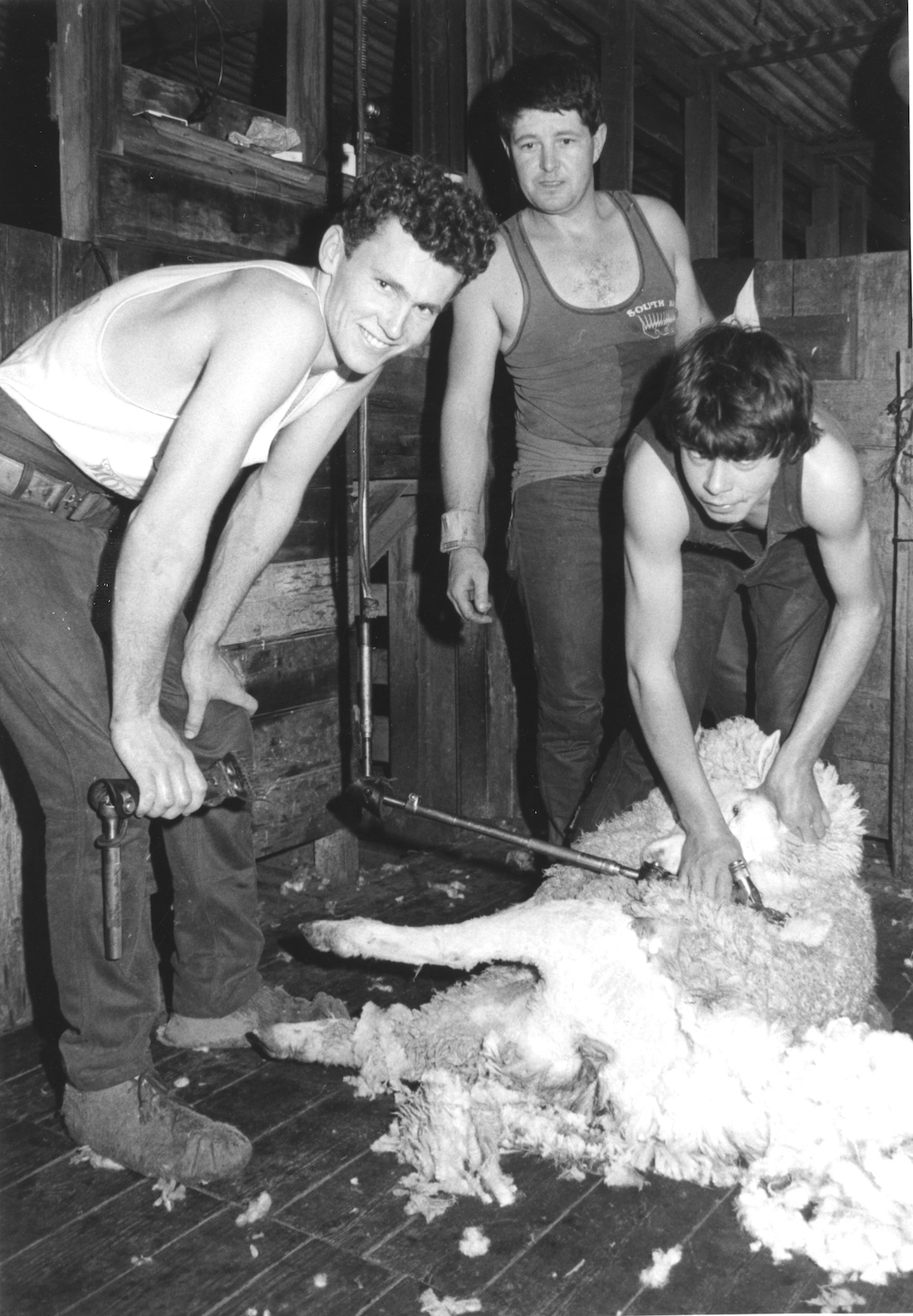 Shearing - Carl Simmonds, Robert Purcell, Allan Peachy (deceased ...