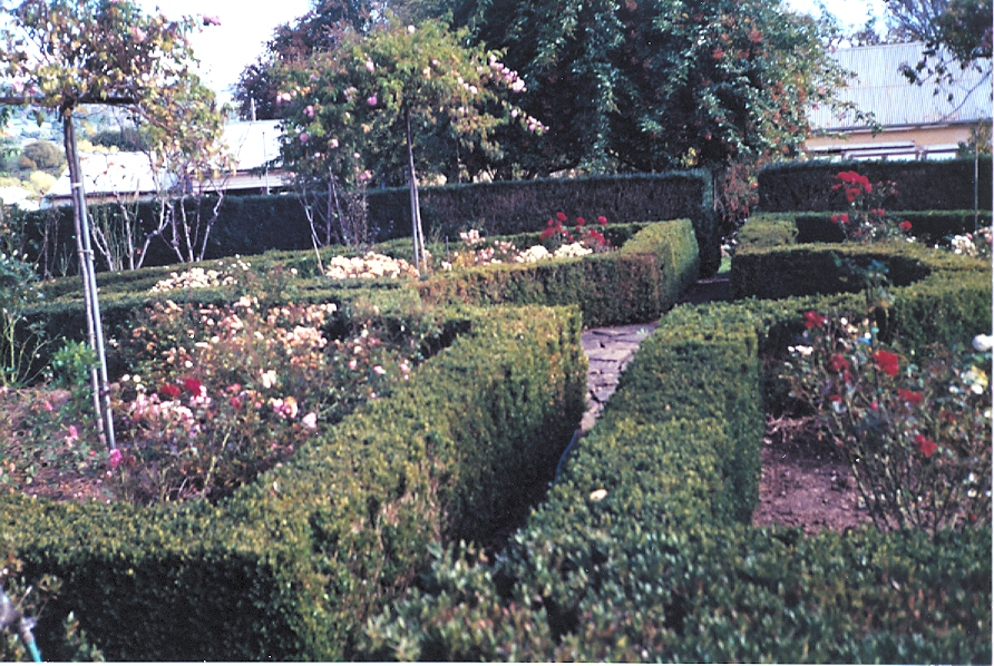 Delatite Station - Rose garden laid out by Mrs R. G. Ritchie in 1952 ...