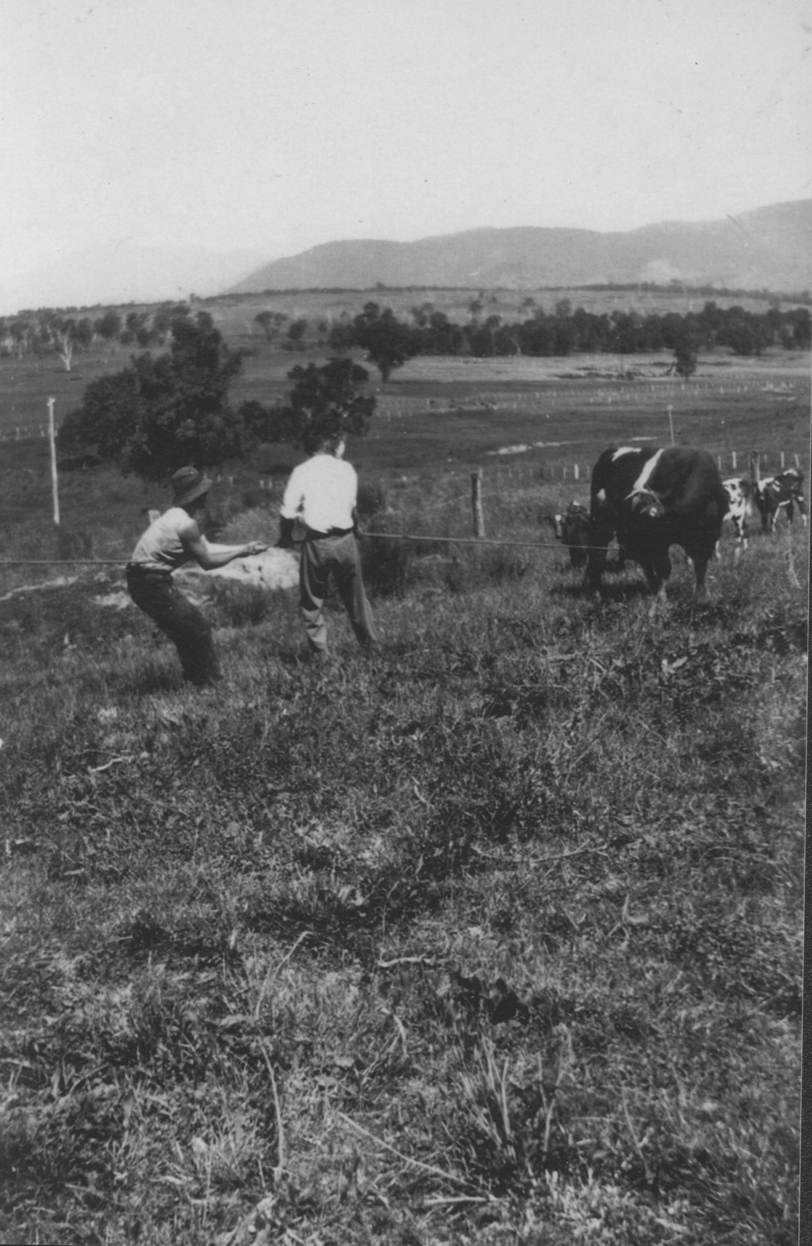 PURCELL FAMILY COLLECTION. LEADING THE BULL AT MERRIJIG - High Country ...