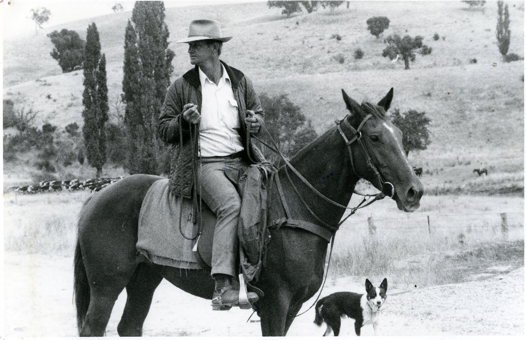 DROVING IN GIPPSLAND ALBUM. MAN ON HORSE AND DOG. - High Country ...