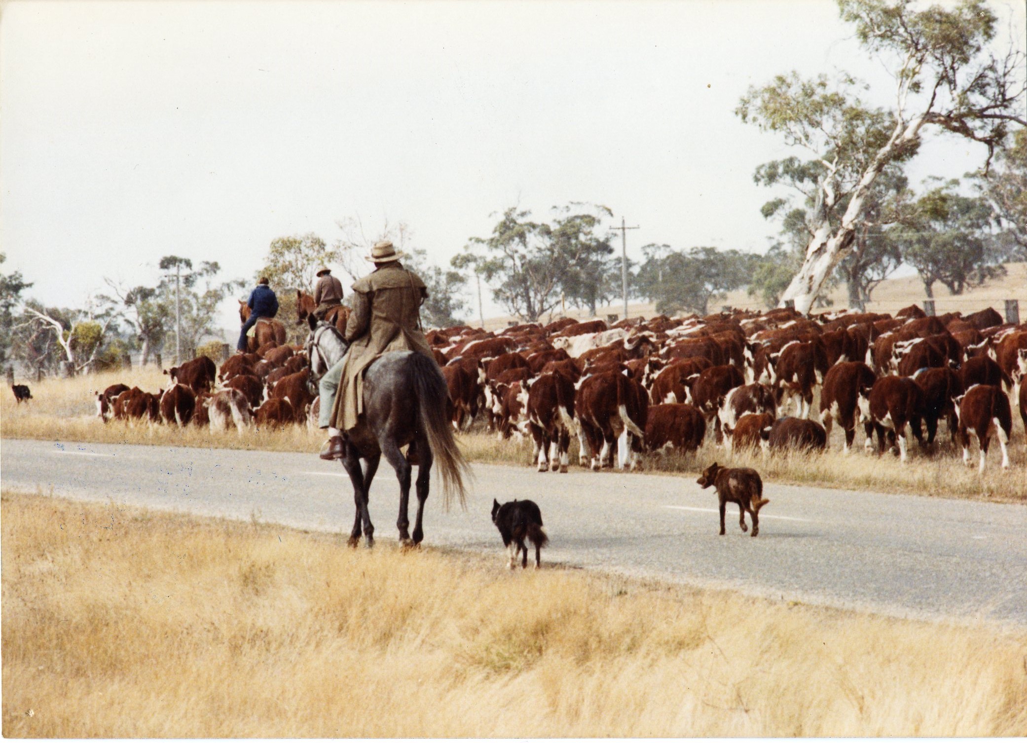 DROVING IN GIPPSLAND ALBUM. CATTLE WALKING ON SIDE OF ROAD. - High ...