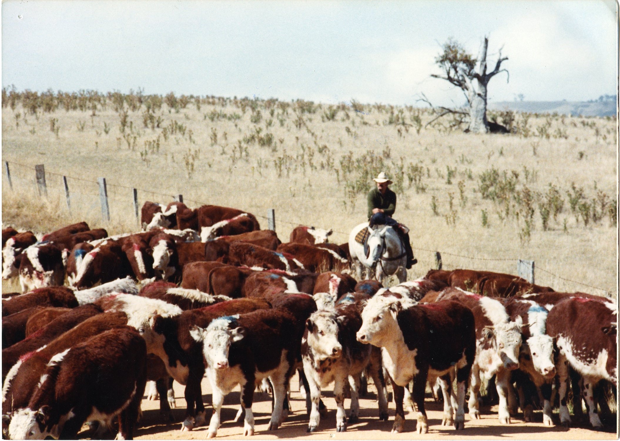 DROVING IN GIPPSLAND ALBUM. CATTLE AND MAN ON HORSE - High Country ...