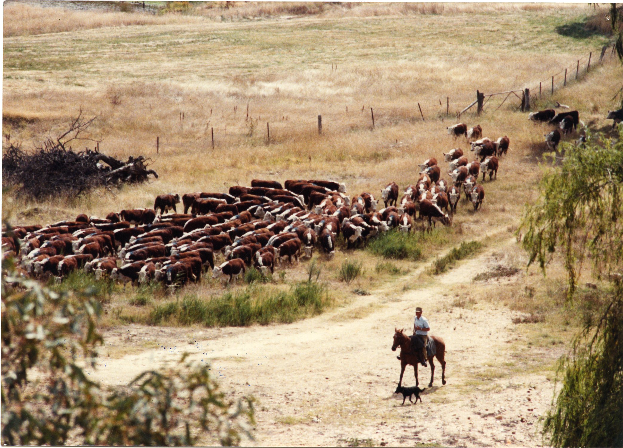 DROVING IN GIPPSLAND ALBUM. CATTLE, MAN ON HORSE AND DOG - High Country ...