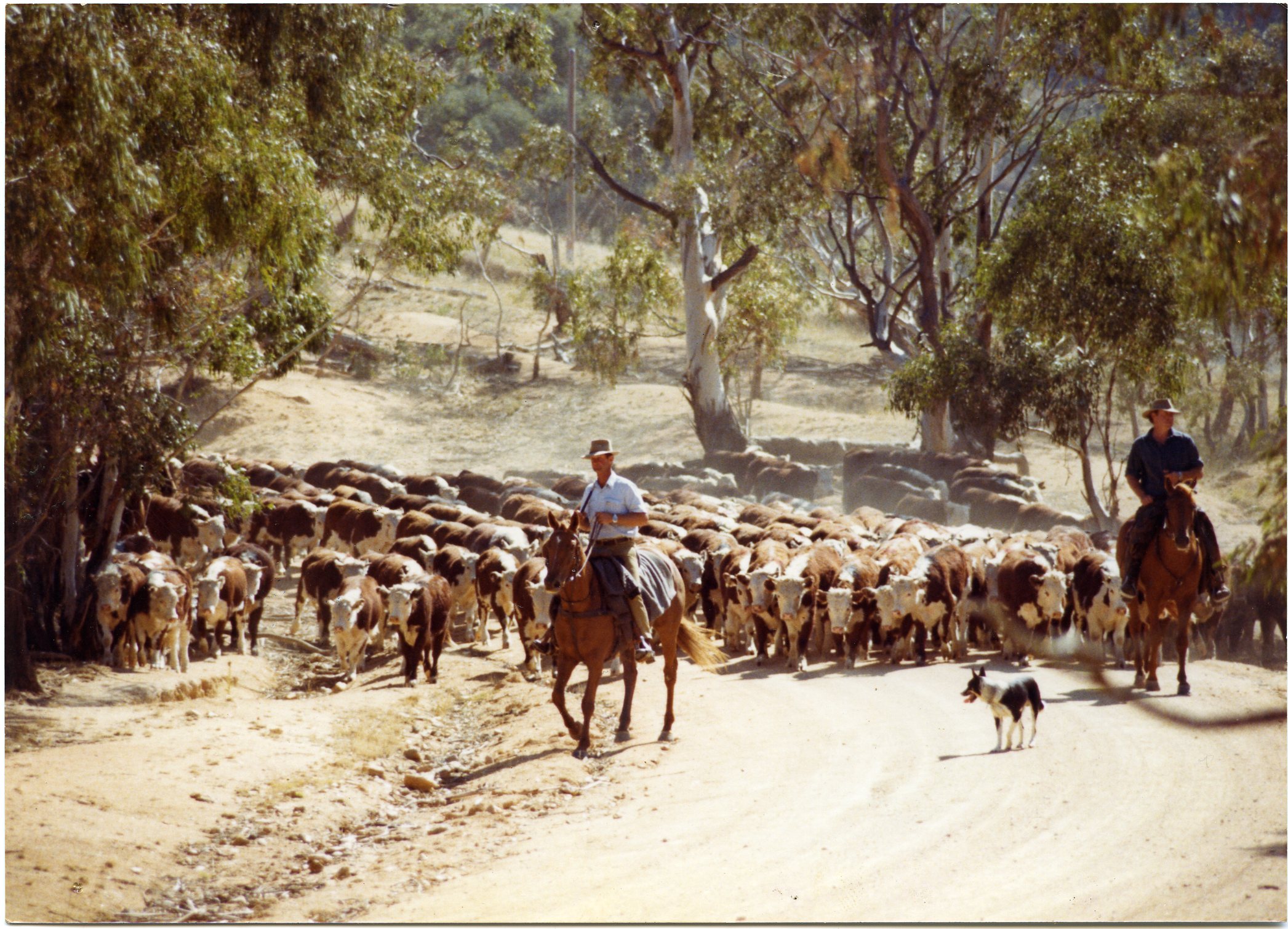 DROVING IN GIPPSLAND ALBUM. CATTLE ON ROAD - High Country History Hub