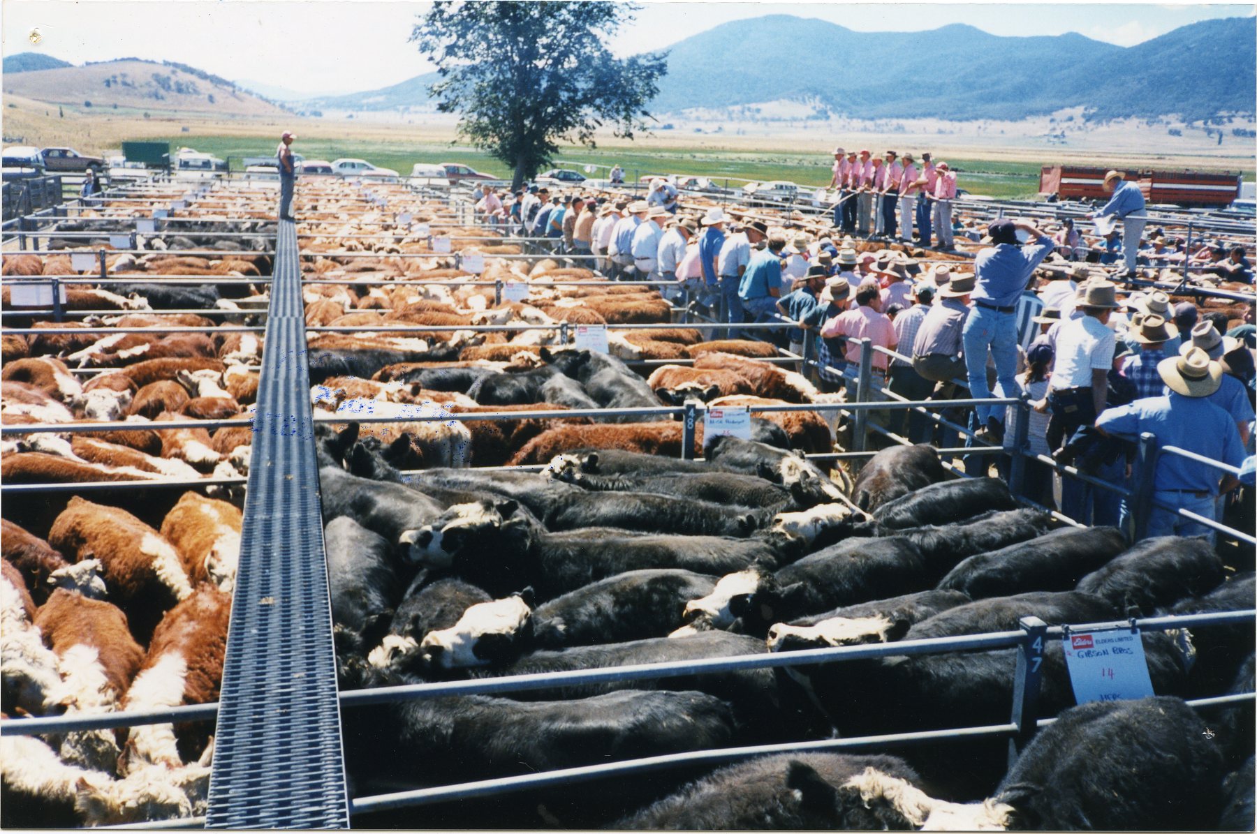 DROVING IN GIPPSLAND ALBUM. CATTLE AT SALEYARDS - High Country History Hub