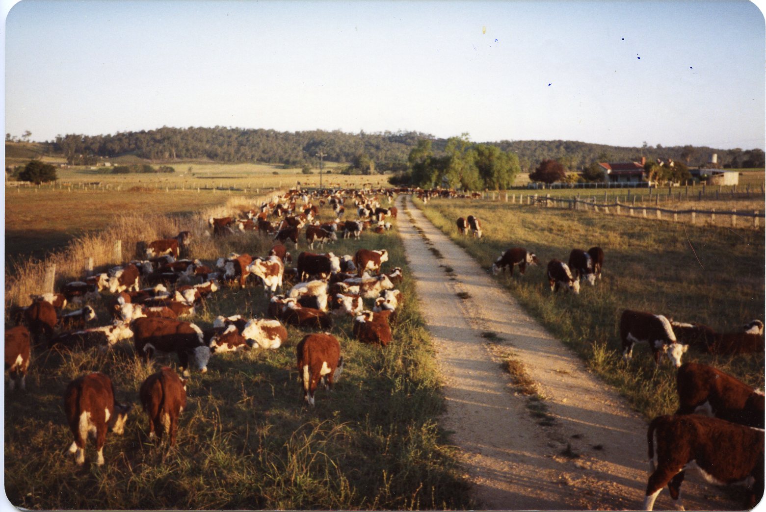 DROVING IN GIPPSLAND ALBUM. CATTLE - High Country History Hub