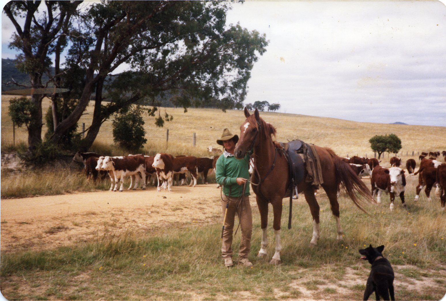 DROVING IN GIPPSLAND ALBUM. CATTLE ON ROAD, MAN HOLDING HORSE AND DOG ...