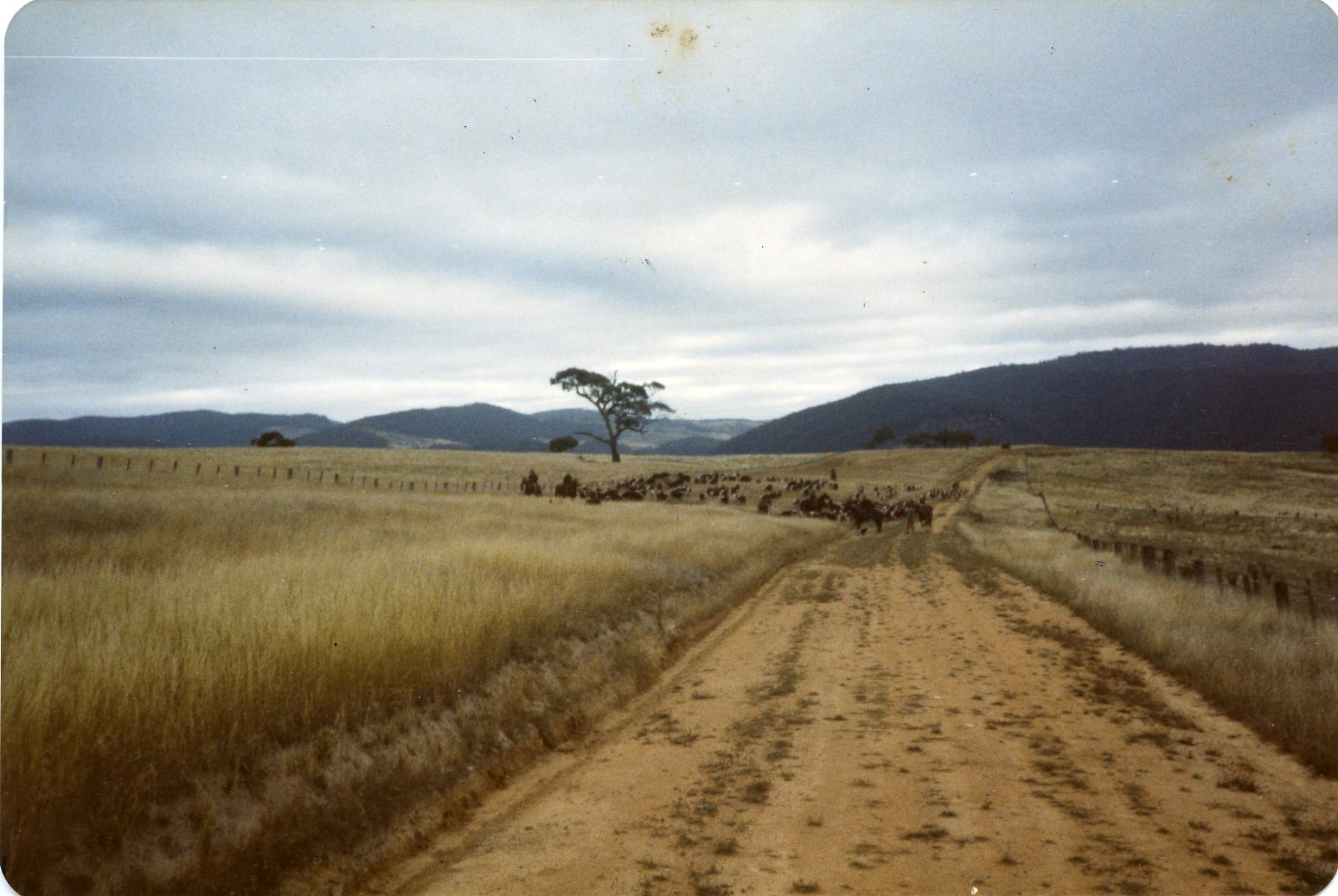 DROVING IN GIPPSLAND ALBUM. CATTLE AND MEN ON HORSEBACK - High Country ...