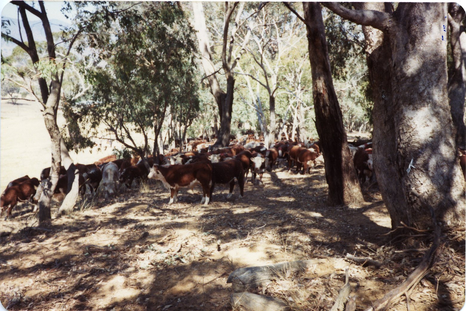DROVING IN GIPPSLAND ALBUM. CATTLE AMONG TREES - High Country History Hub