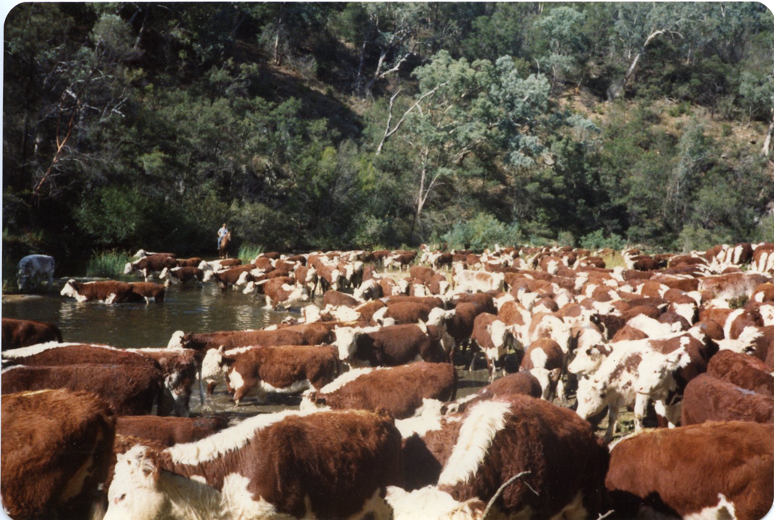 DROVING IN GIPPSLAND ALBUM. CATTLE AT RIVER. MAN ON HORSE IN BACKGROUND ...
