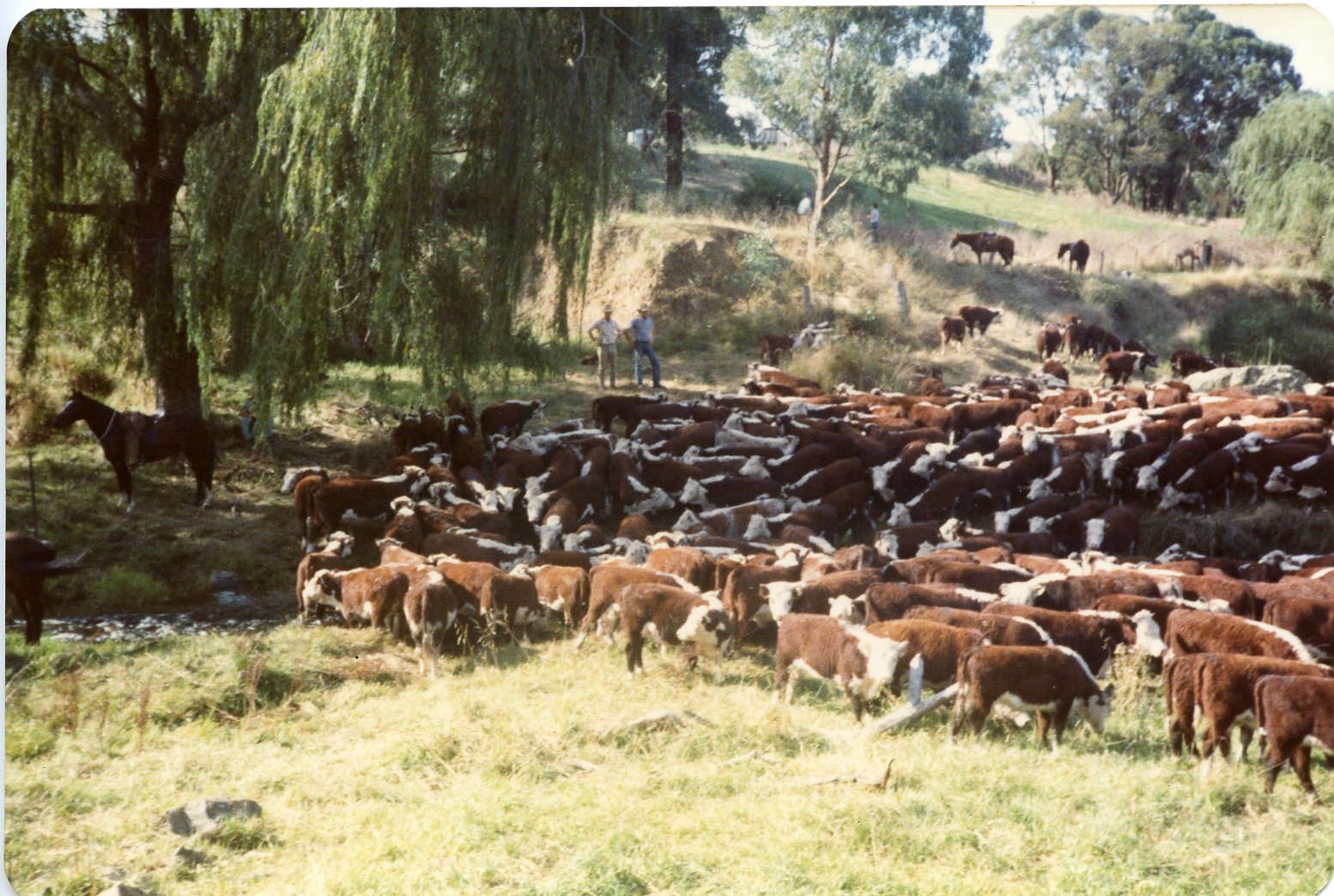 DROVING IN GIPPSLAND ALBUM. CATTLE, MEN STANDING AND HORSE - High ...