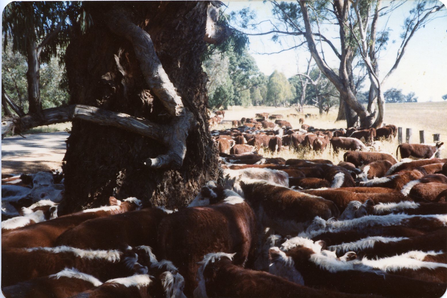 DROVING IN GIPPSLAND ALBUM. CATTLE RESTING UNDER TREES - High Country ...