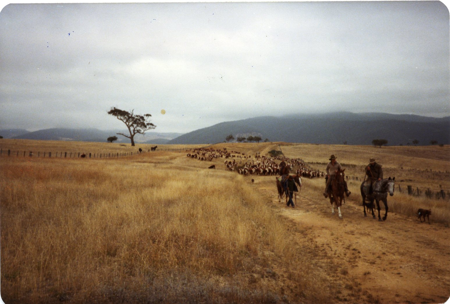 DROVING IN GIPPSLAND ALBUM. CATTLE, MEN ON HORSEBACK AND DOGS. - High ...