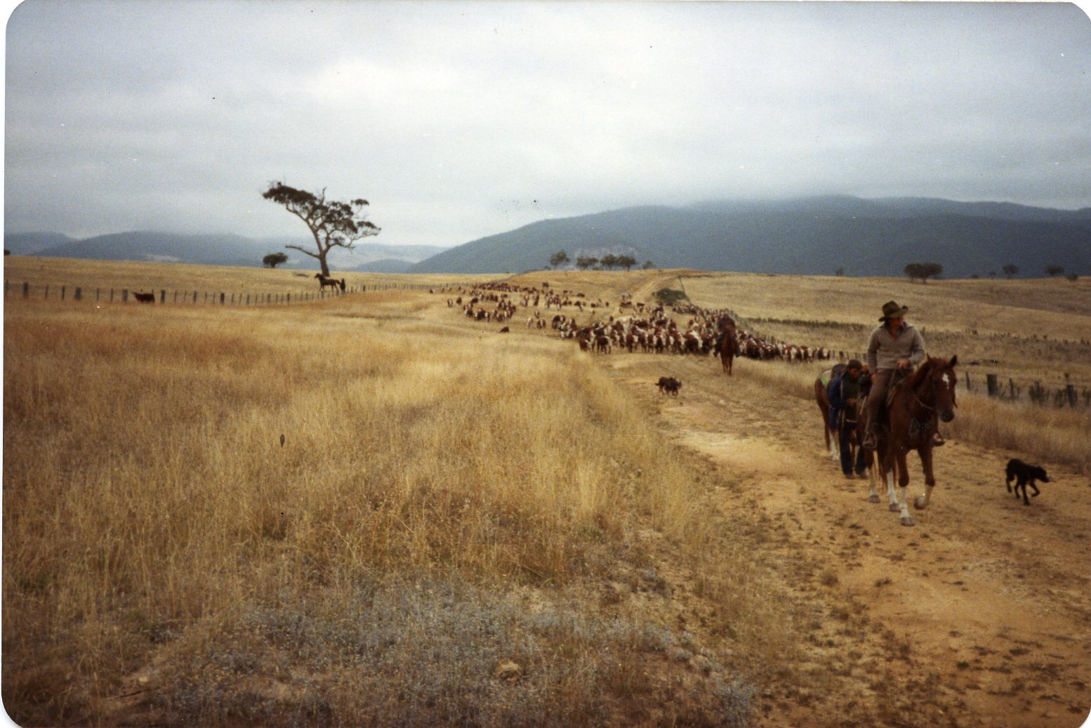DROVING IN GIPPSLAND ALBUM. CATTLE, MEN ON HORSEBACK AND DOGS - High ...
