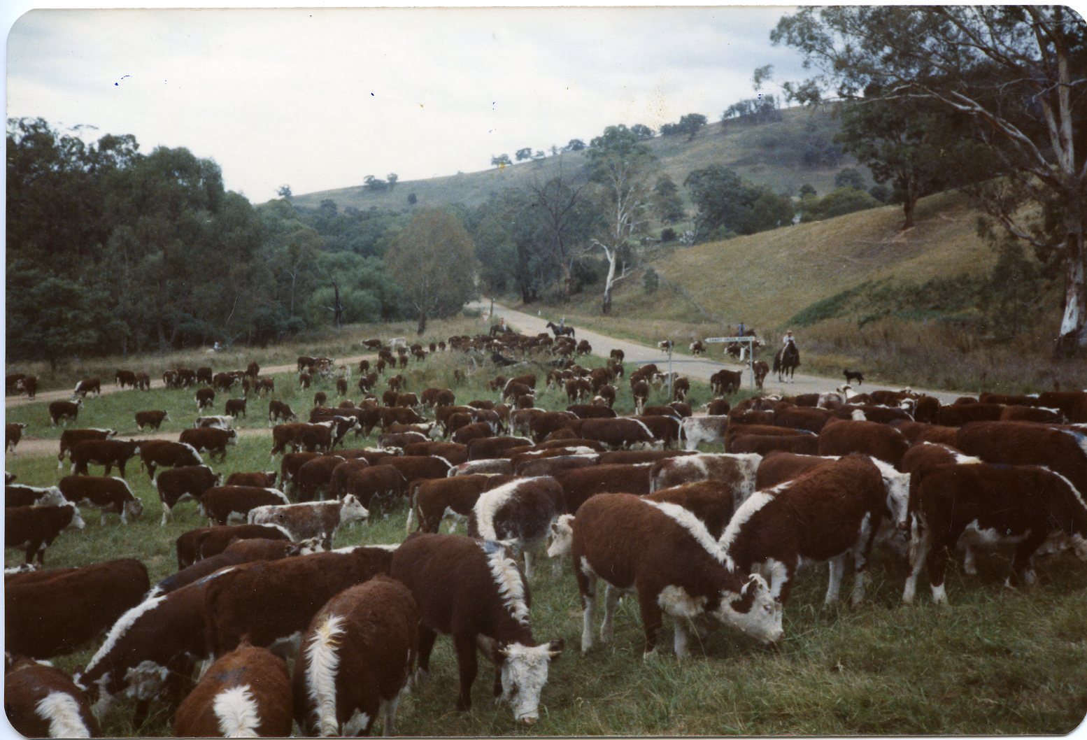 DROVING IN GIPPSLAND ALBUM. CATTLE NEAR ROAD - High Country History Hub