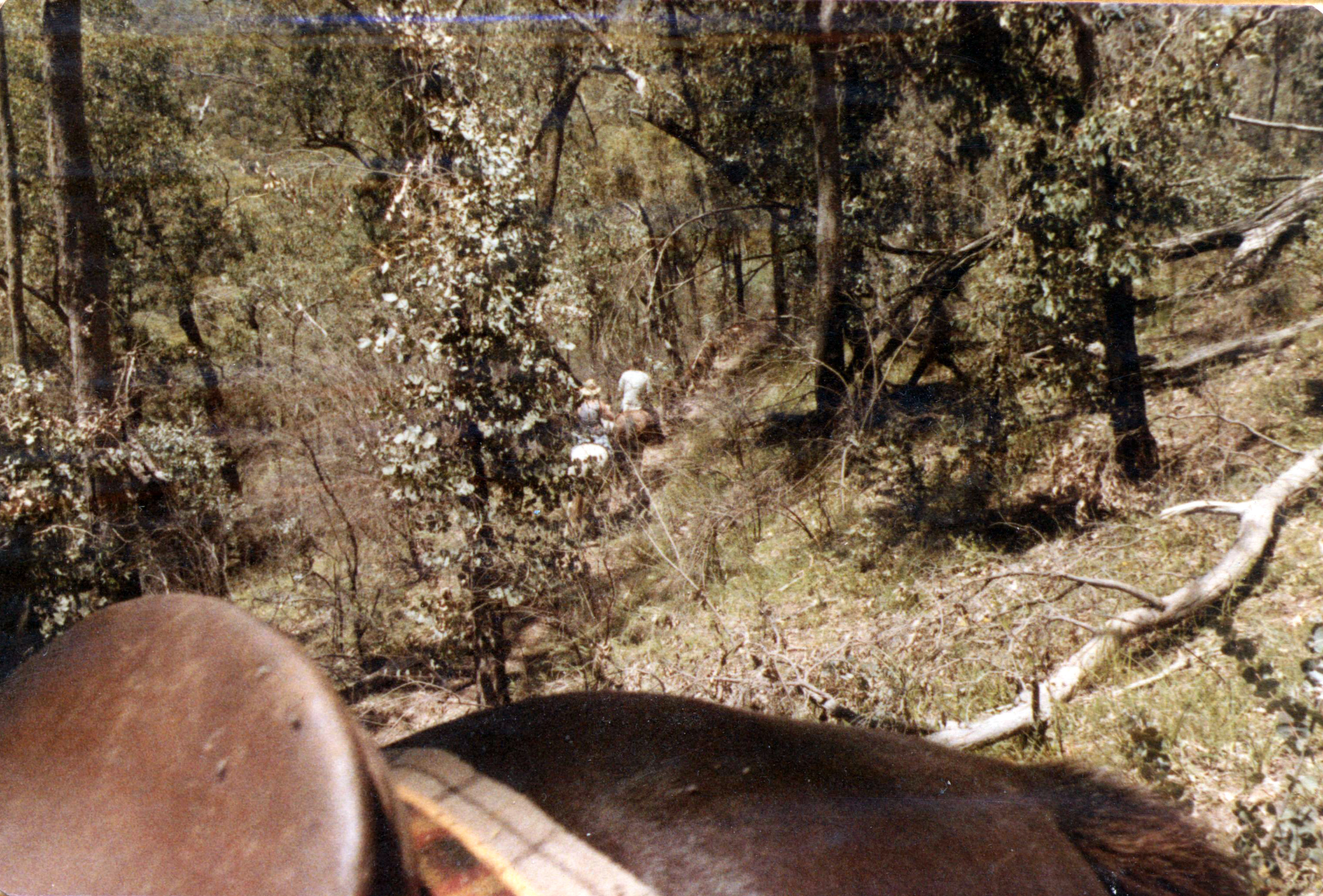 DICK FORREST AND PETER PURCELL, TAKING CATTLE INTO MITCHELLS CREEK FOR ...