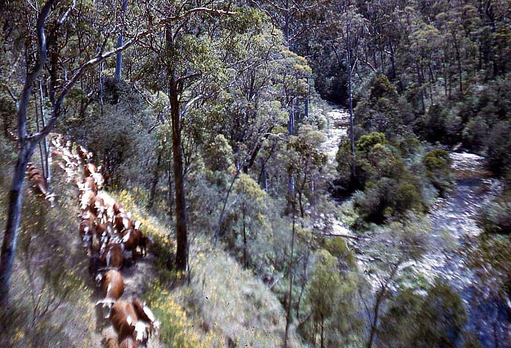 GRAEME STONEY COLLECTION. BLUFF HUT 1955-2015. STONEY CATTLE ON TRACK ...
