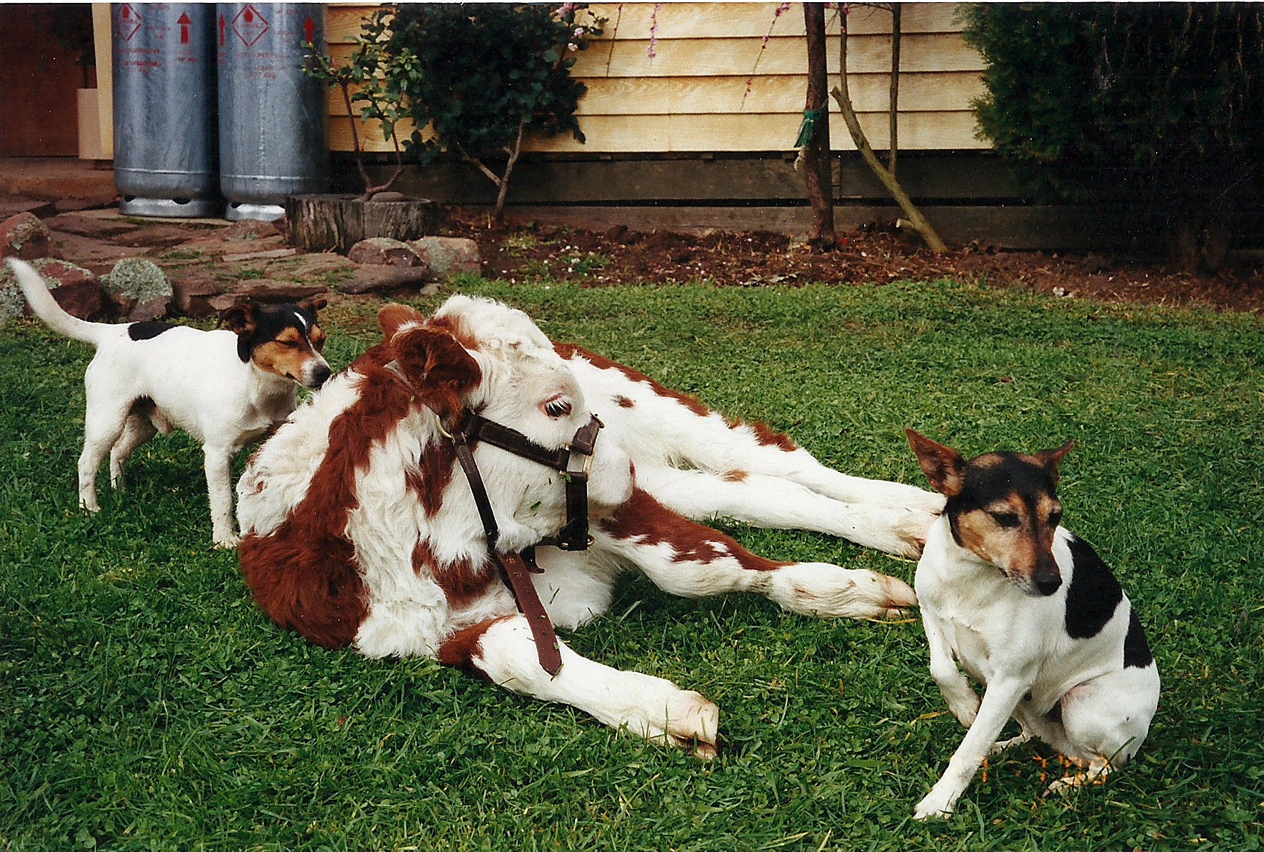 LOVICK FAMILY "JOHNNY HEREFORD" ALBUM. ''JOHNNY' AS A CALF WITH PET ...