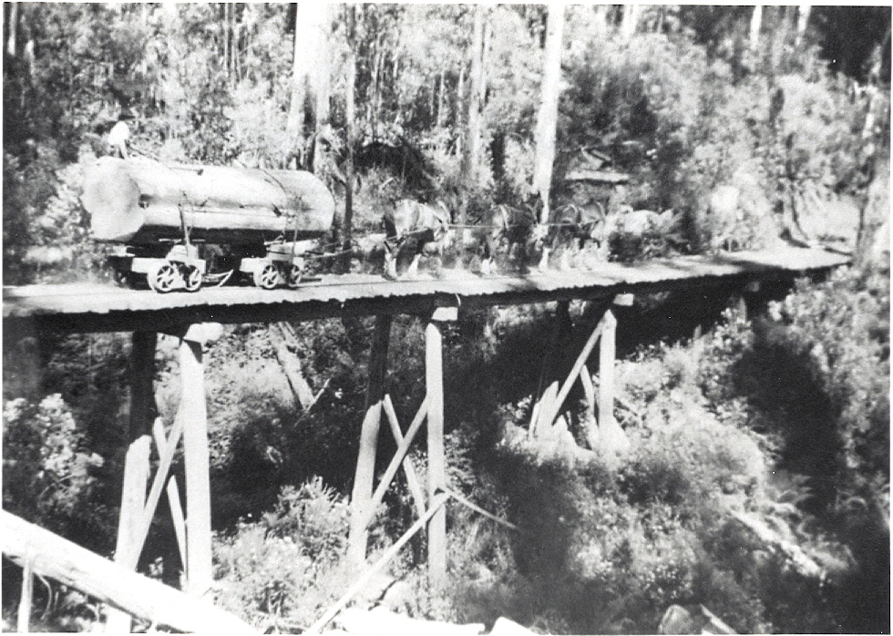 Strahan and Davies Sawmill, Tanjil Bren. Log tramline - horse team ...