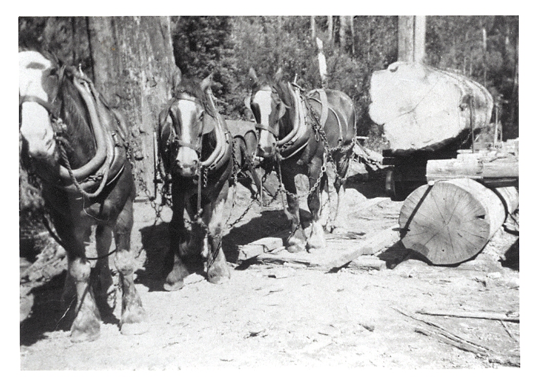 Strahan and Davies Sawmill, Tanjil Bren. Horse team on log tramline ...