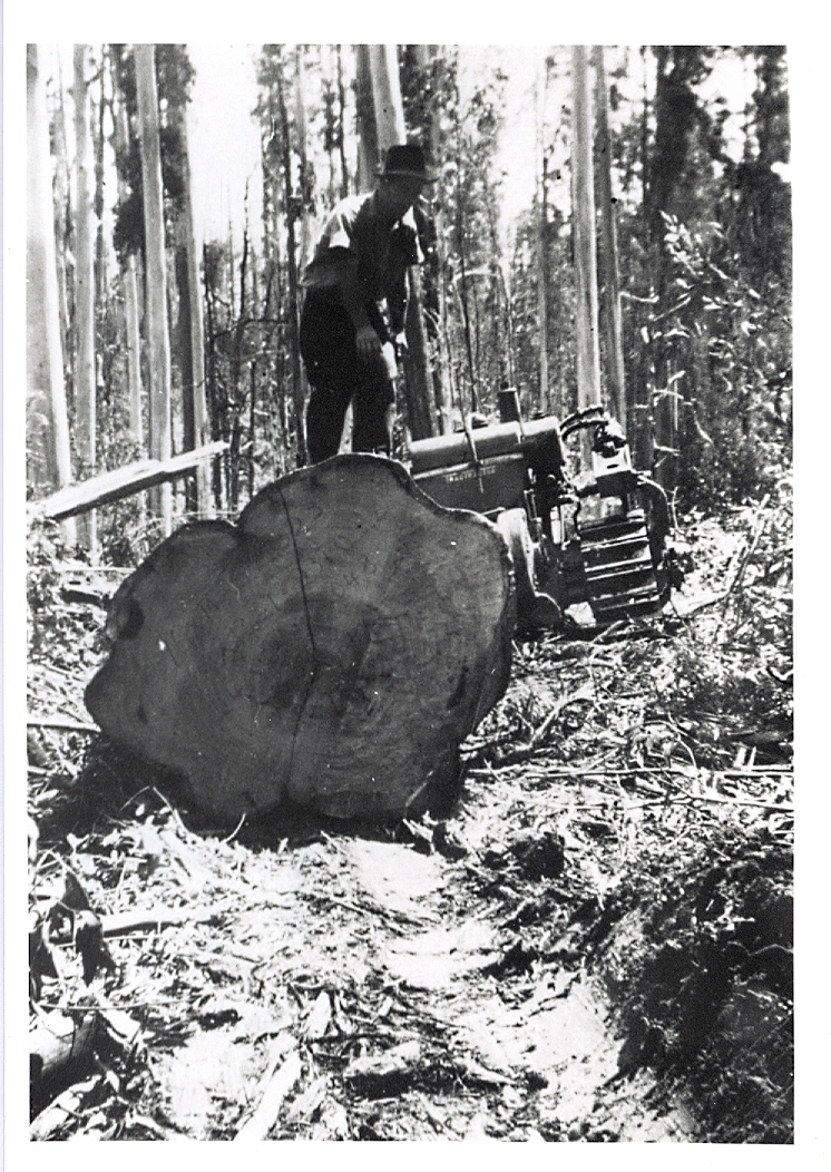 Strahan and Davies Sawmill, Tanjil Bren. Logging in fire killed ...
