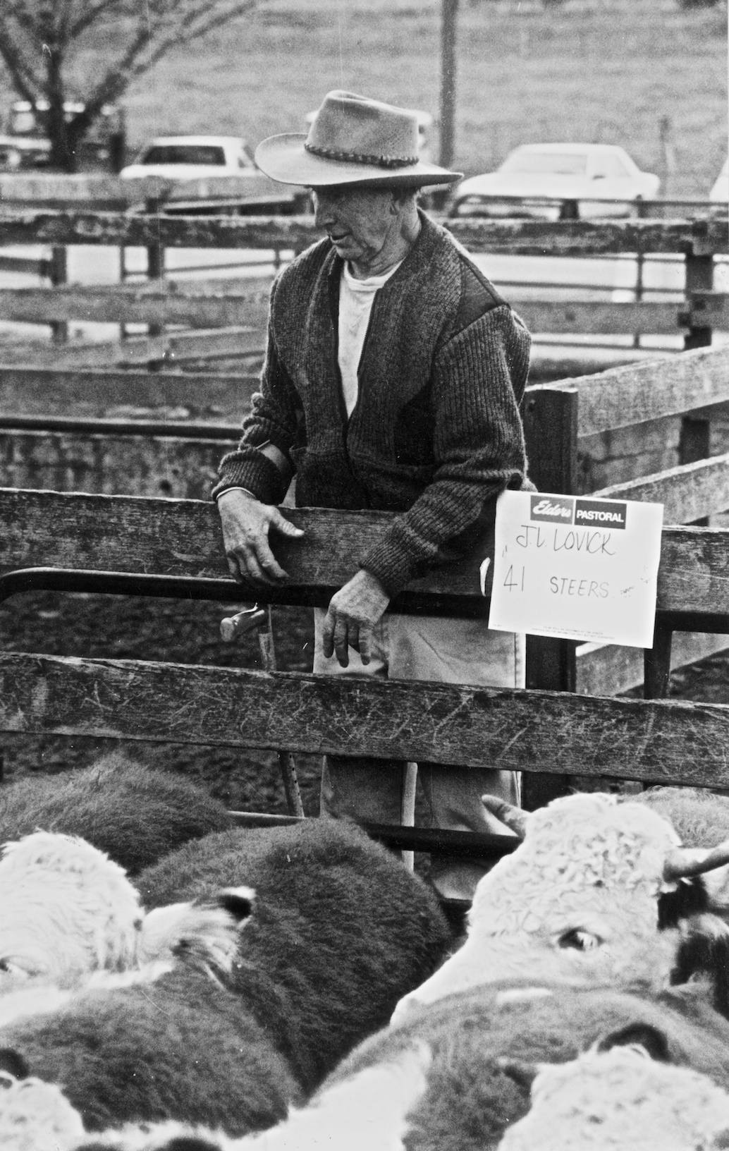 Jack Lovick at cattle sales - High Country History Hub