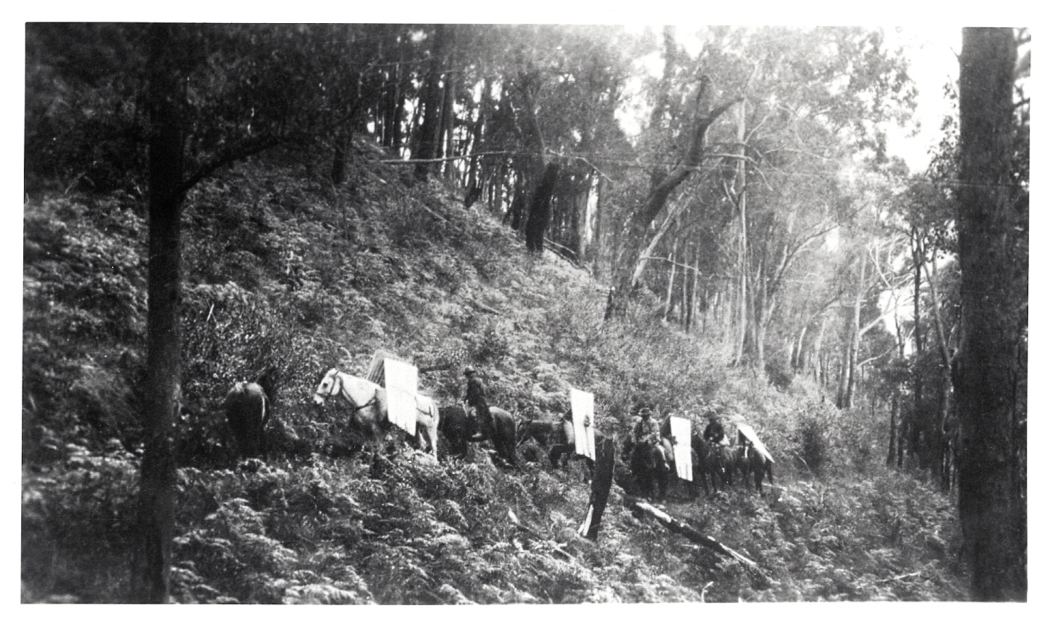 Packhorses carrying galvanised iron and building materials for the ...