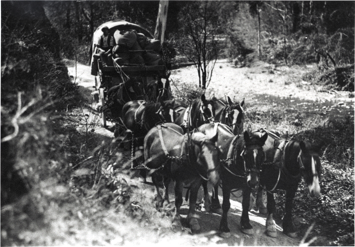 Wagon and eight horses - early transport to Gaffneys Creek - High ...