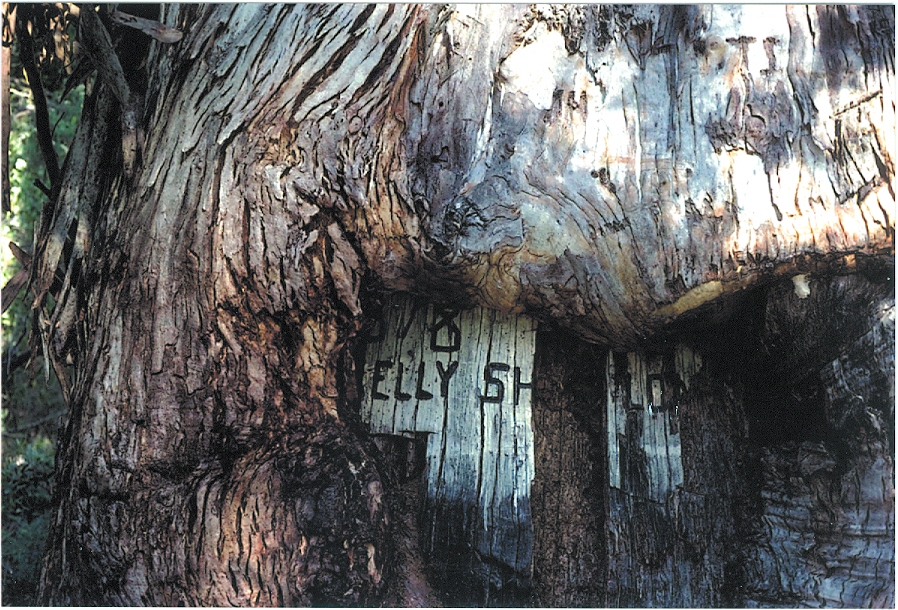 Kelly tree, Stringybark Creek - carved by Jim Brond - High Country ...