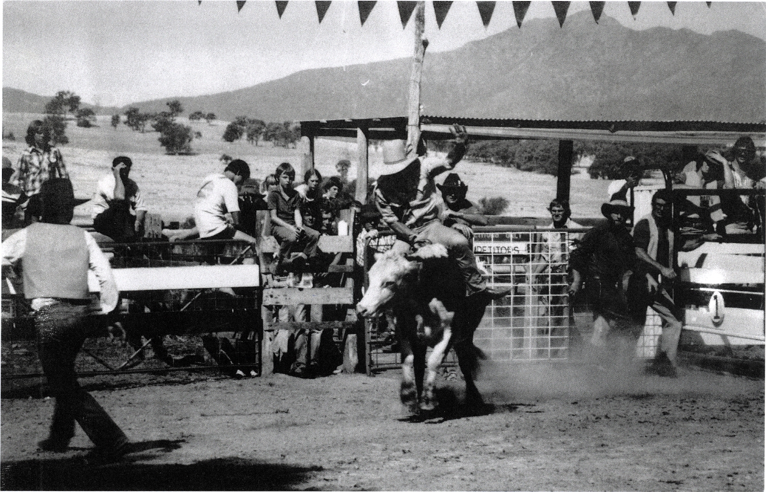 Merrijig Rodeo - Bullride - High Country History Hub