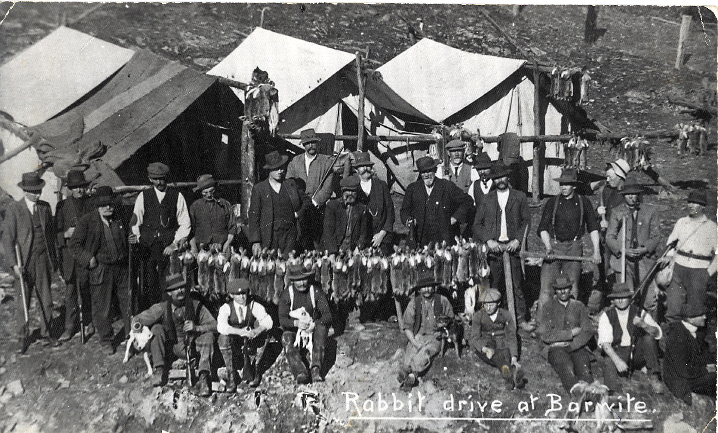 Rabbit drive at Barwite on F. H. Friday's property - July 25th 1916 ...