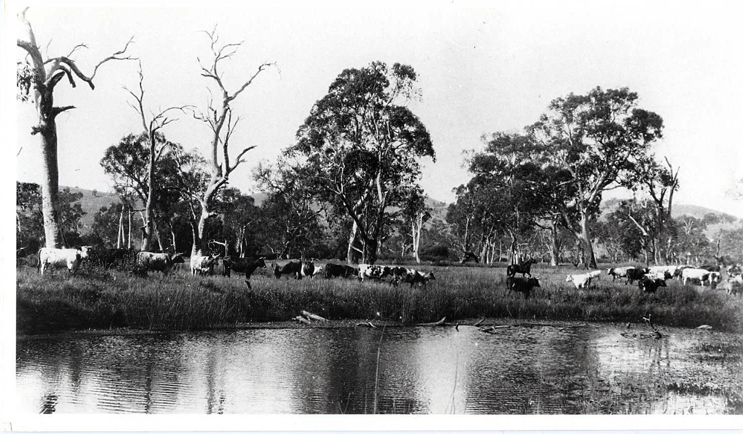 Cattle grazing - Delatite River Flats - High Country History Hub