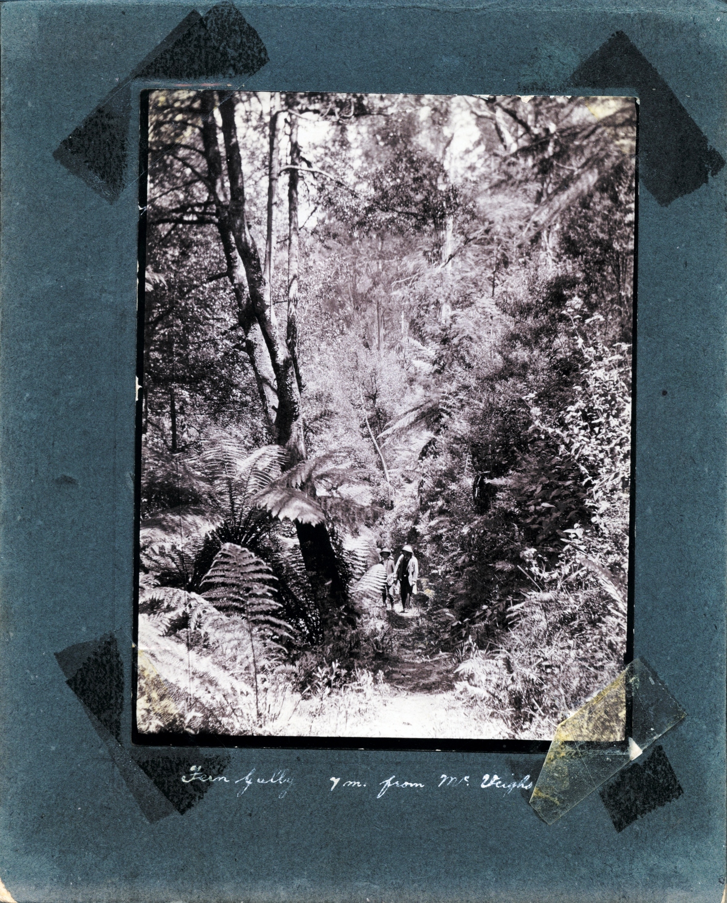 Fern Gully - High Country History Hub