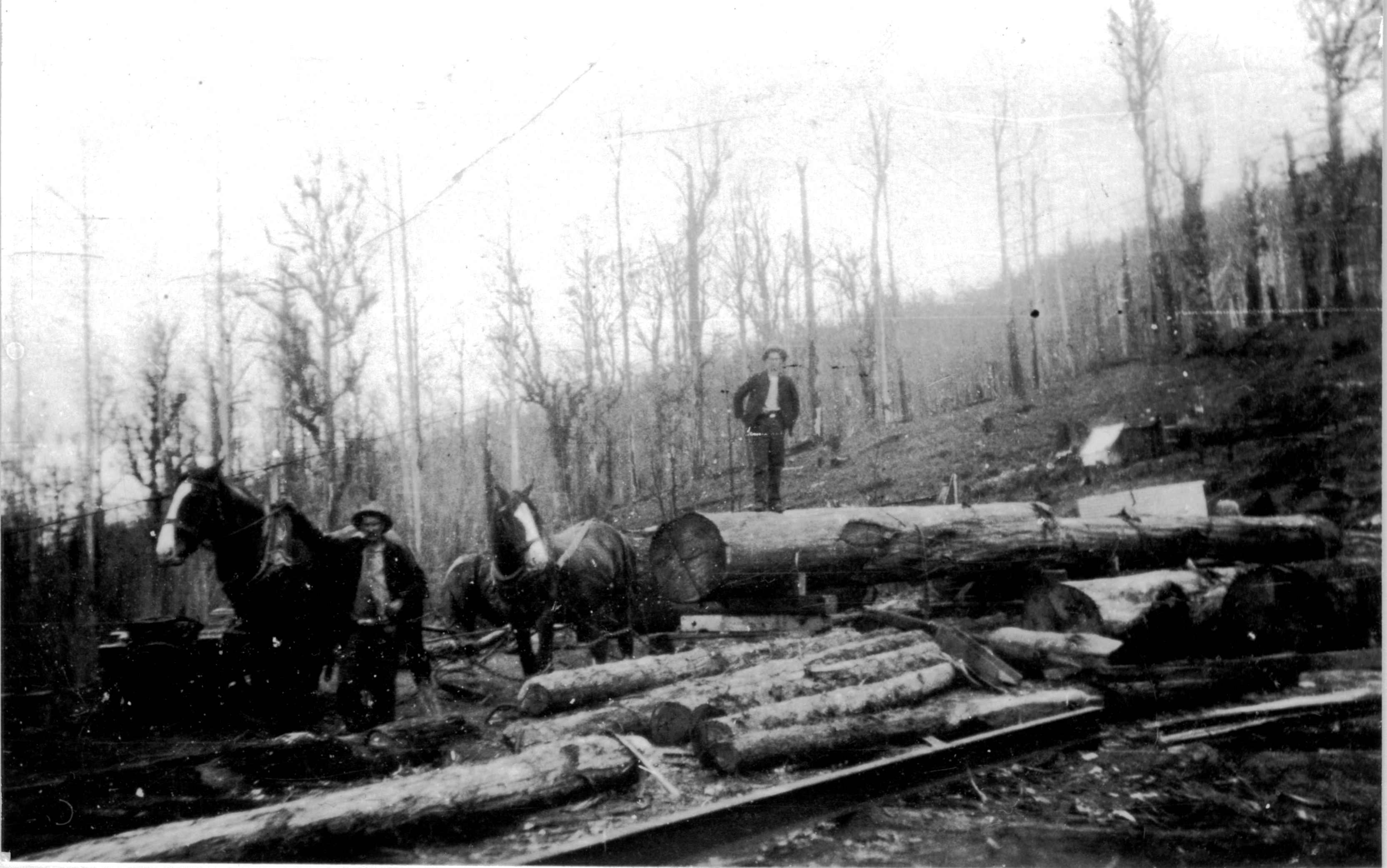 Timber getting - carting timber using horses. - High Country History Hub