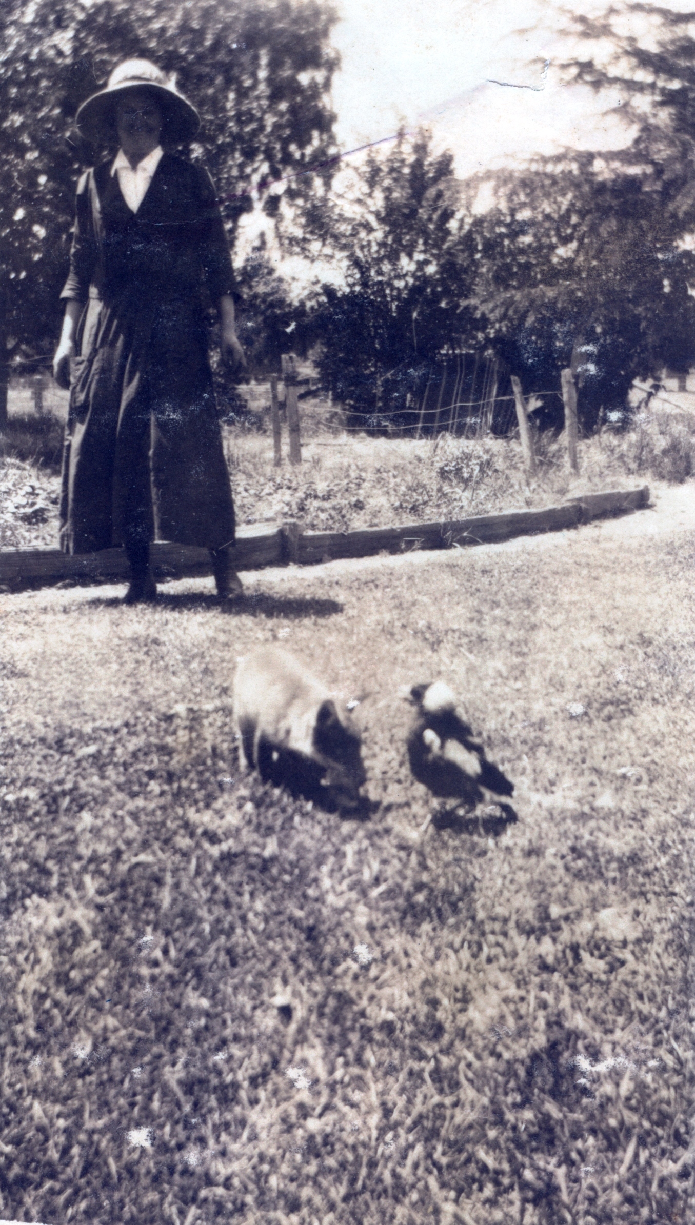 Mrs Anna Bostock is entertained as a magpie confronts the dog or the ...