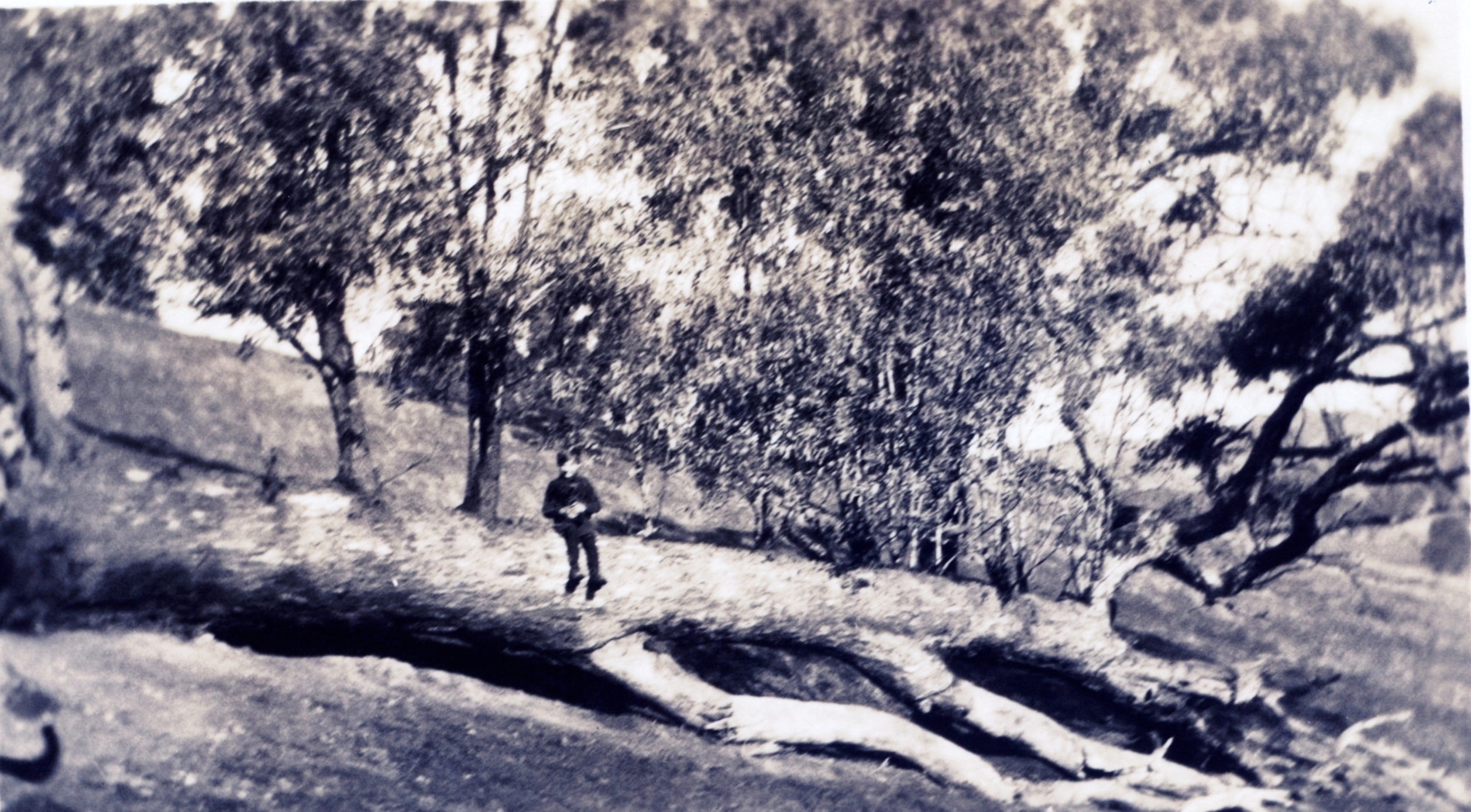 Robert Bostock after the big tree fell down - High Country History Hub