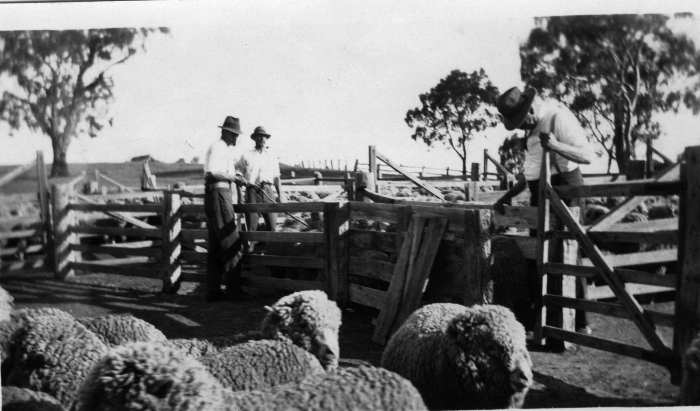 Culling sheep at Preston Station - High Country History Hub
