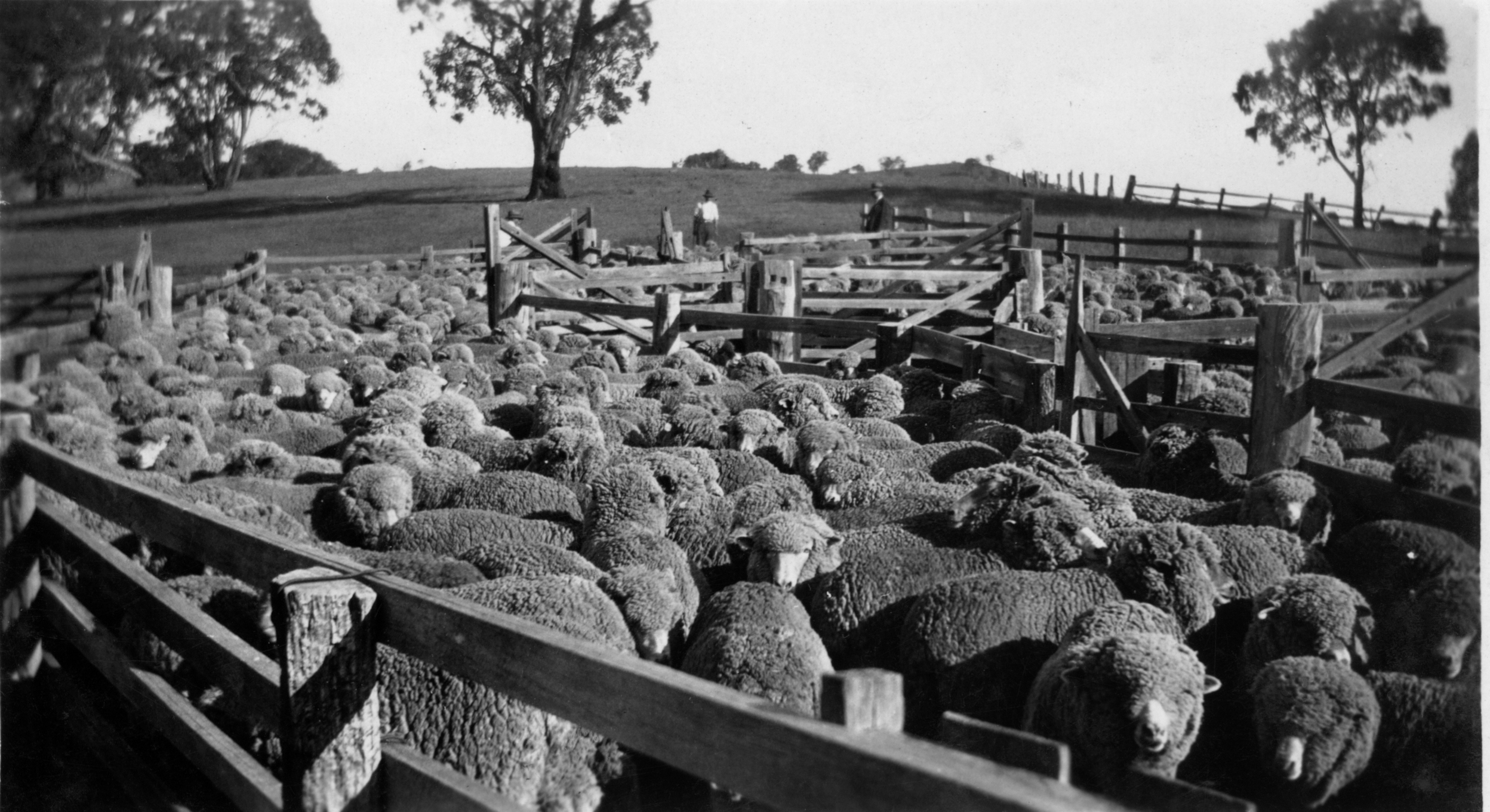Preston Station sheepyards - High Country History Hub
