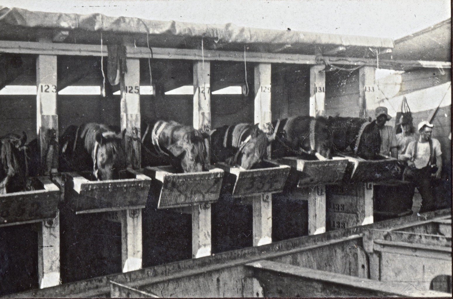 World War 1 - Horses feeding on the ship WW1 - High Country History Hub