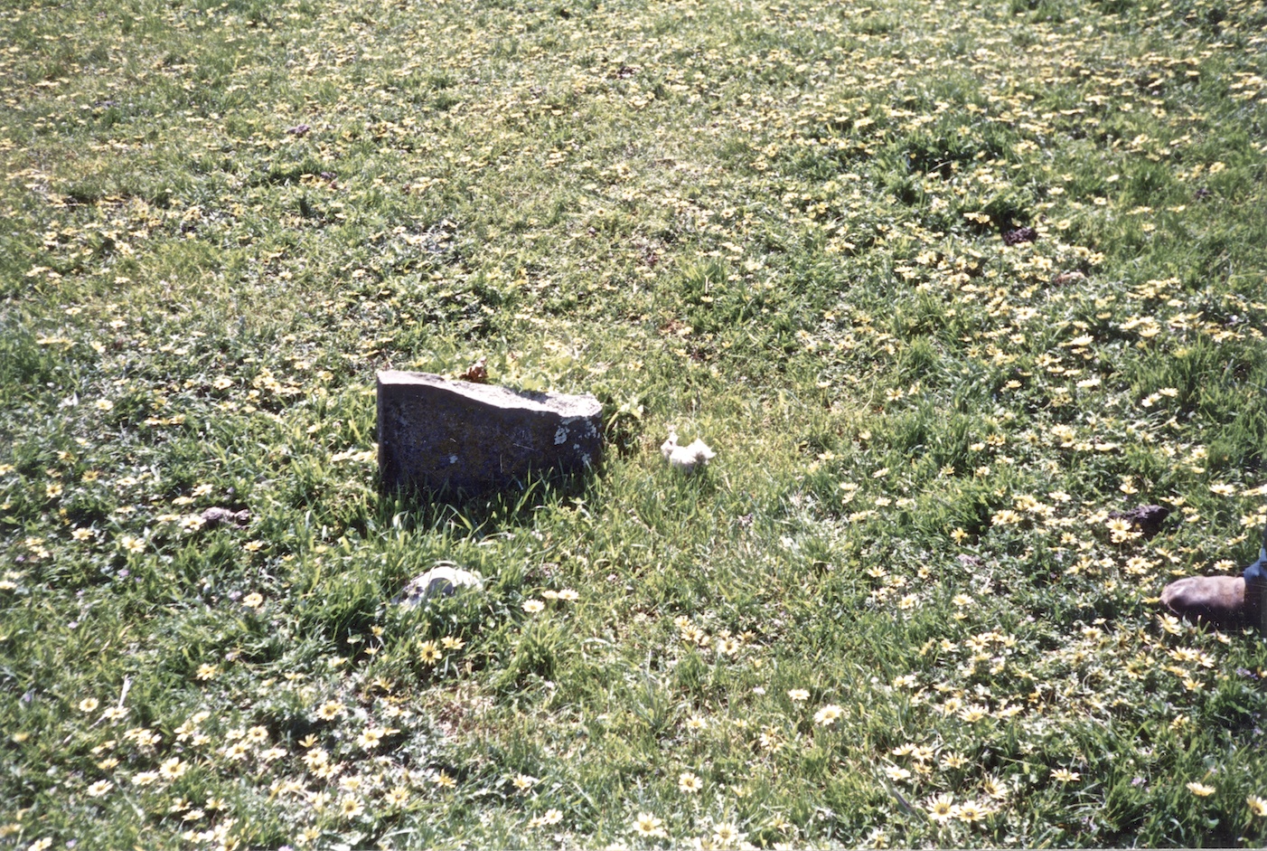 Headstone at Delatite Cemetery 1991 "Bald Hills" - High Country History Hub