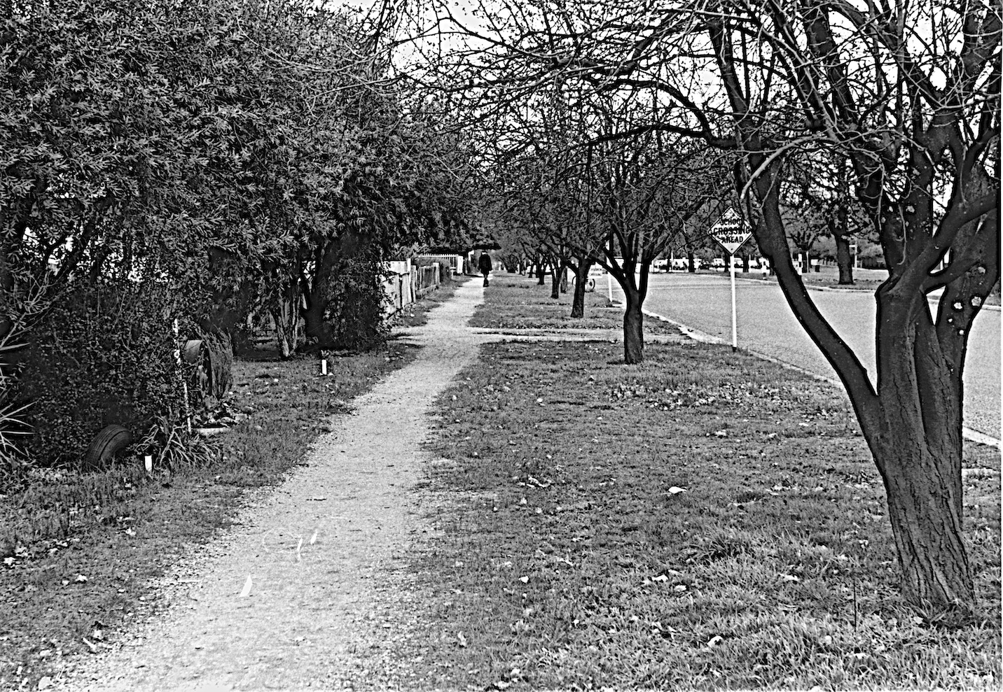 Highett Street, Mansfield, featuring the Prunus trees. - High Country ...