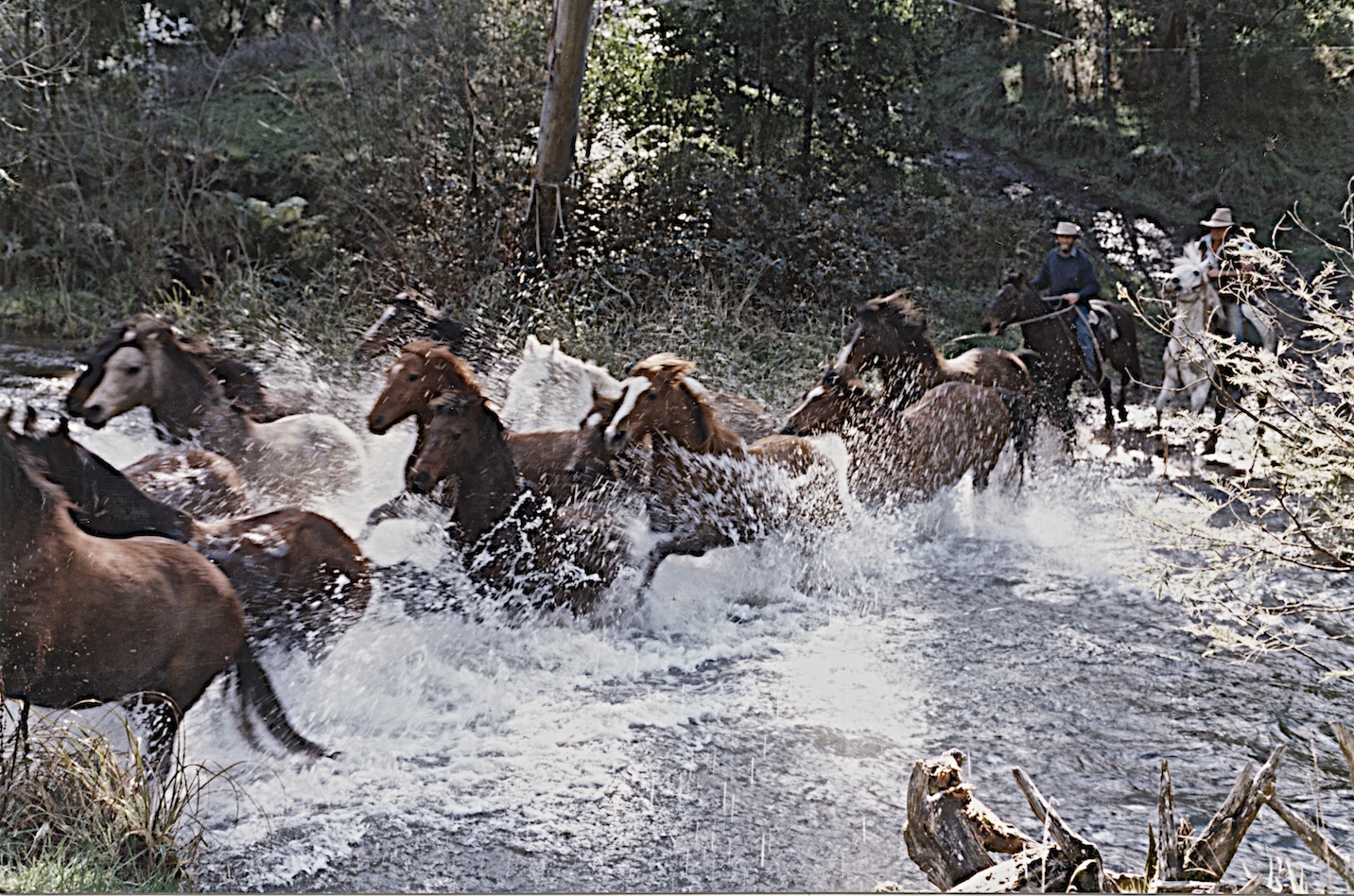 Curly McCormack (left) and Rod Manning herding the wild brumbies ...
