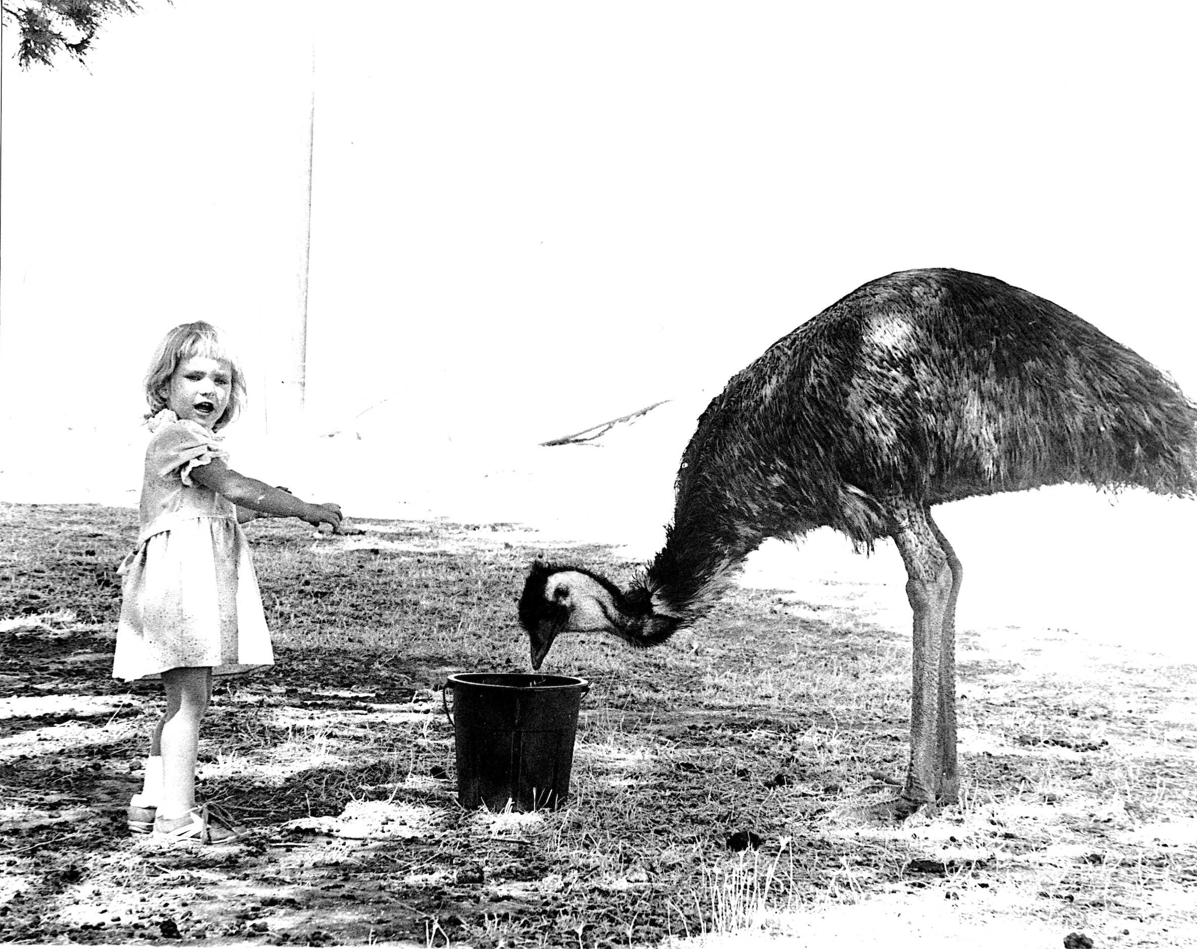 Annie Forrest and ostrich at "Stump Hill". - High Country History Hub